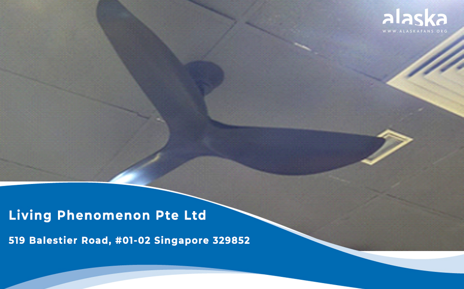 Alaska Ceiling Fan Singapore | Widest Variety of Decorative Ceiling Fans